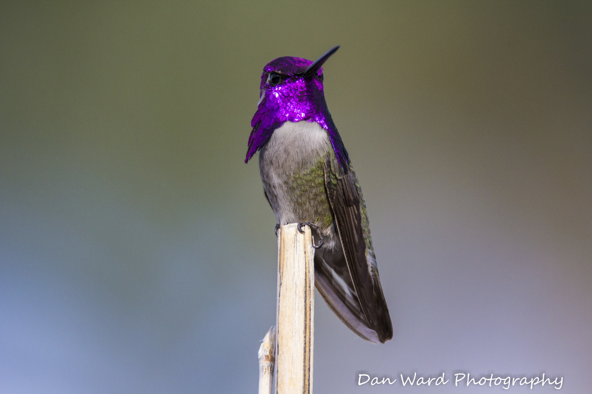 Hummingbirds Of The Sonoran Desert – BB Photography Studio